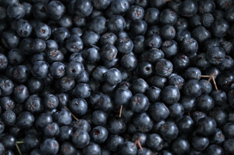 Hvad er aronia bær, hvor finder man dem og hvordan smager de?